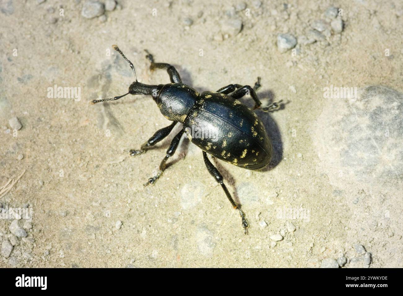 Butterbur Weevil (Liparus glabrirostris Stock Photo - Alamy
