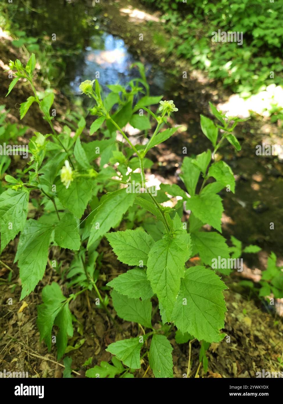 white avens (Geum canadense Stock Photo - Alamy