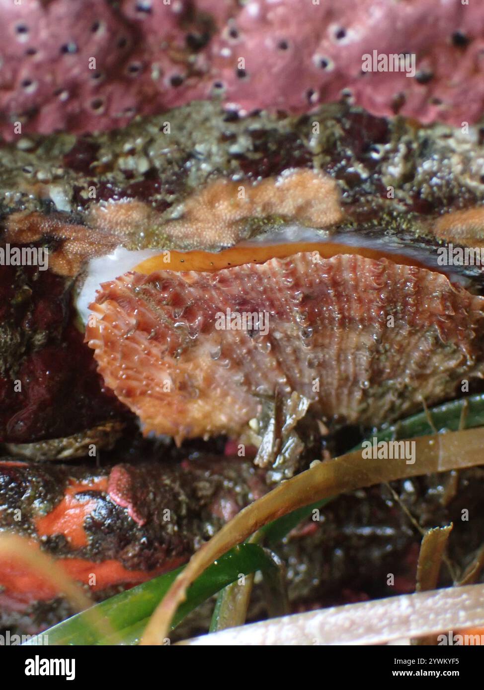 Giant Rock Scallop (Crassadoma gigantea Stock Photo - Alamy