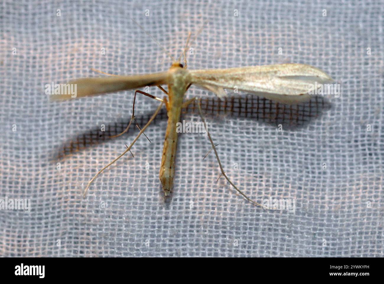 Aster Stem Borer Plume Moths (Hellinsia lacteodactylus Stock Photo - Alamy