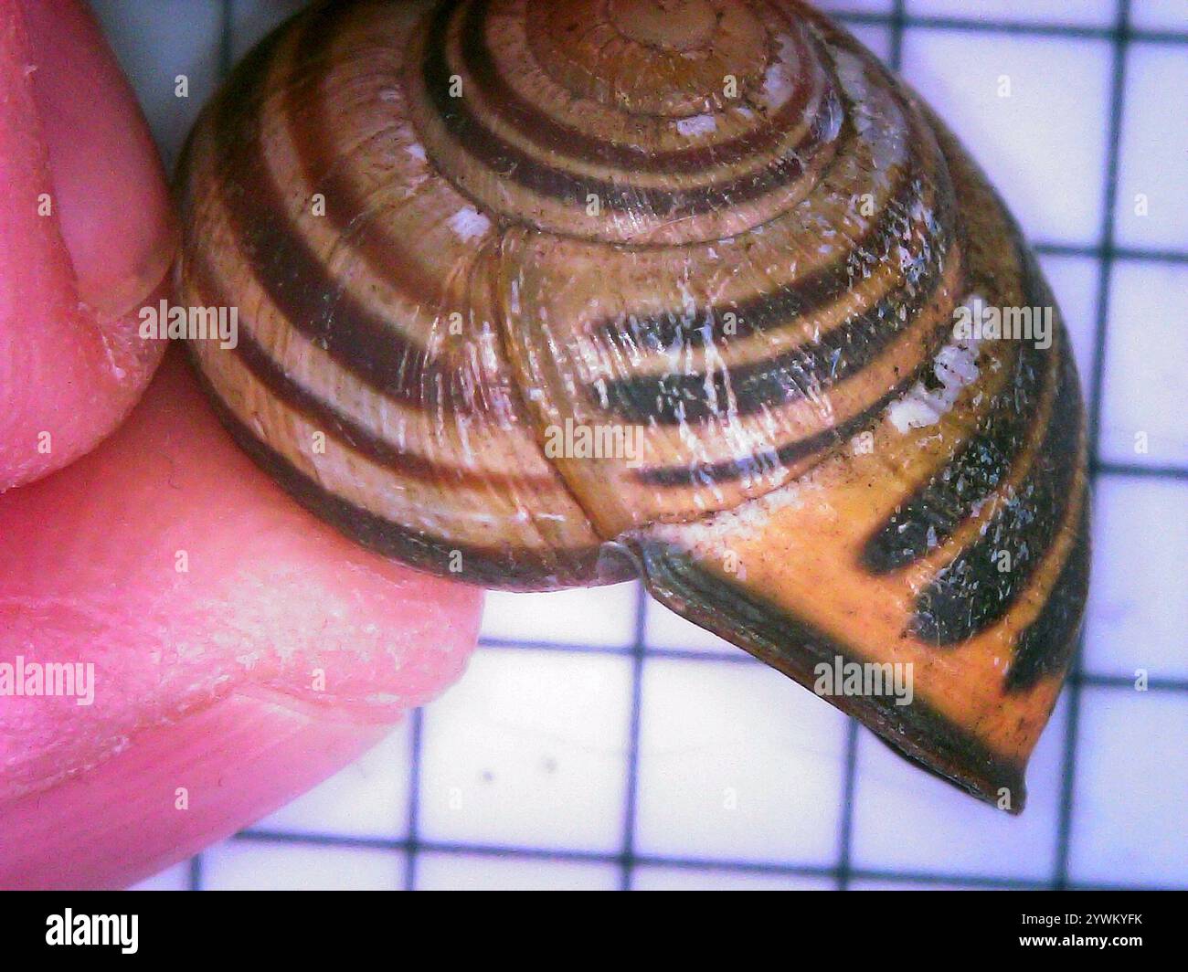Brown-lipped Snail (Cepaea nemoralis Stock Photo - Alamy
