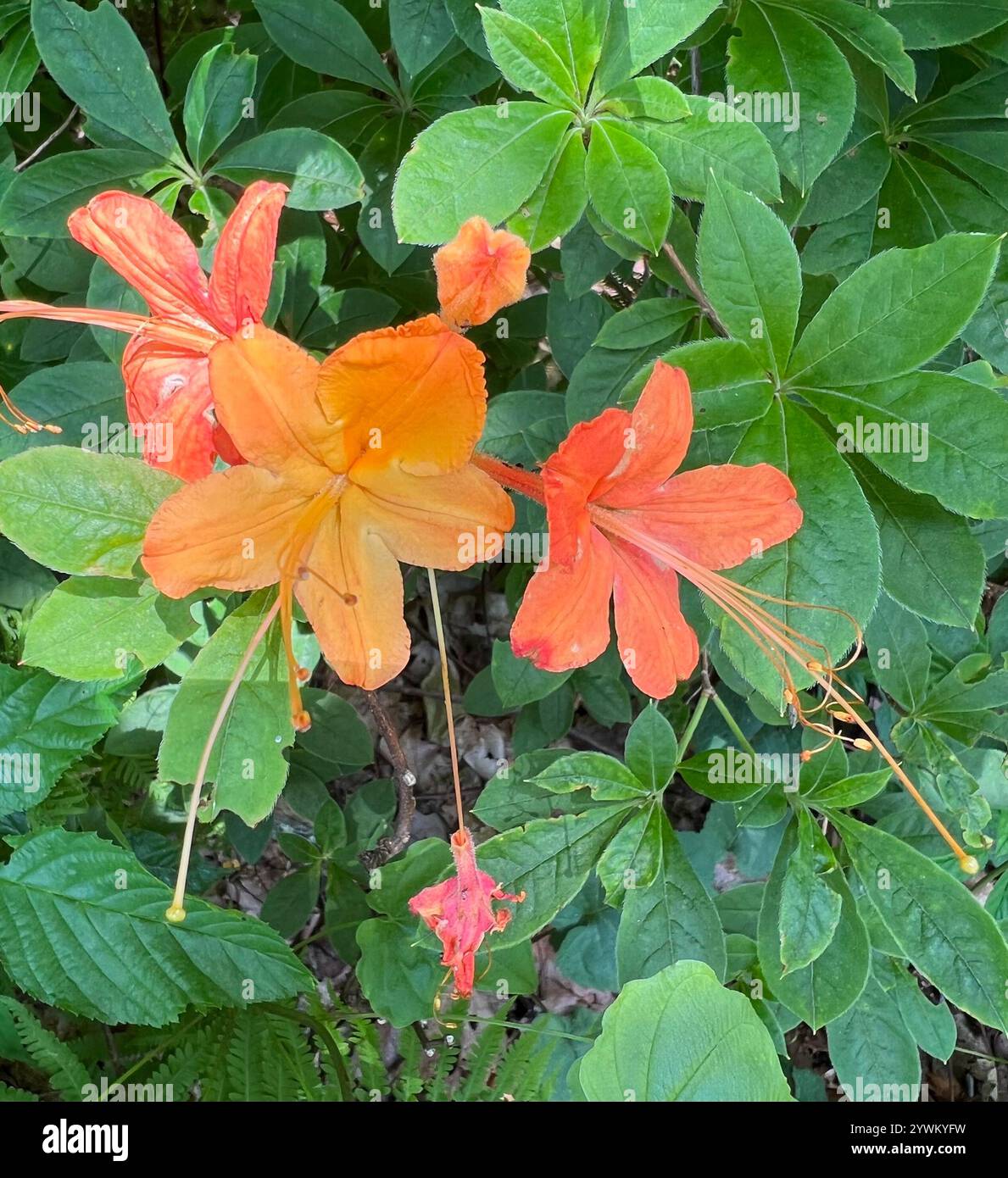 Azalea calendulaceum hi-res stock photography and images - Alamy