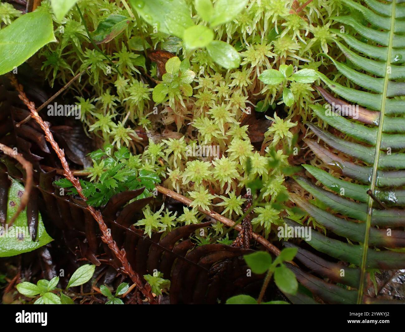 Sphagnum subg. Acutifolia (Acutifolia Stock Photo - Alamy