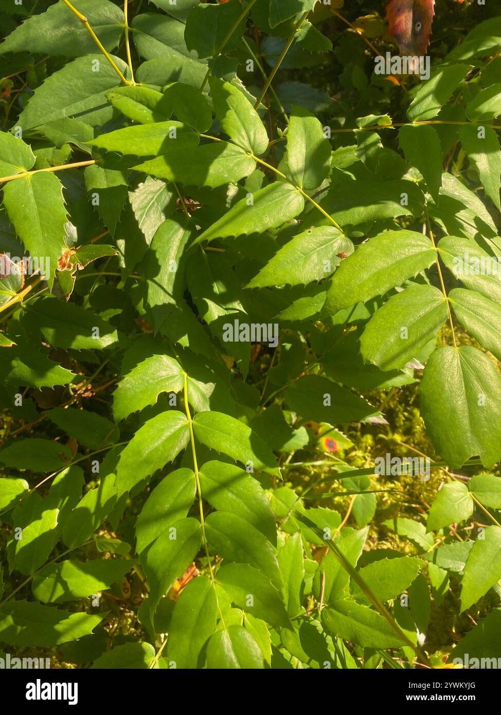 Cascade Oregon-grape (Berberis nervosa Stock Photo - Alamy