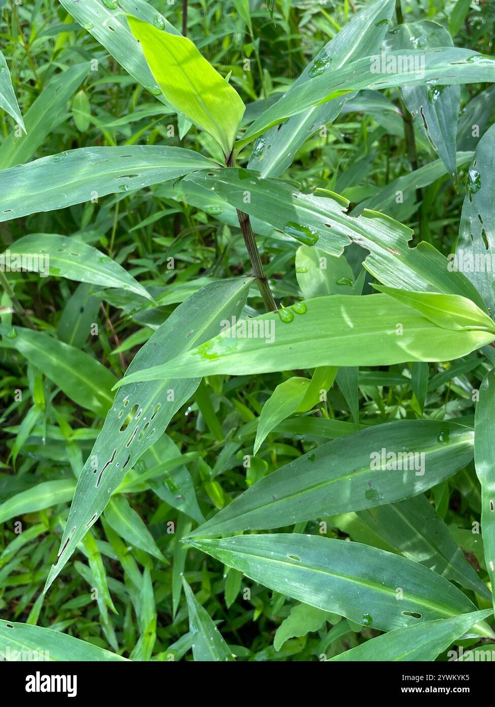 Virginia Dayflower (Commelina virginica Stock Photo - Alamy