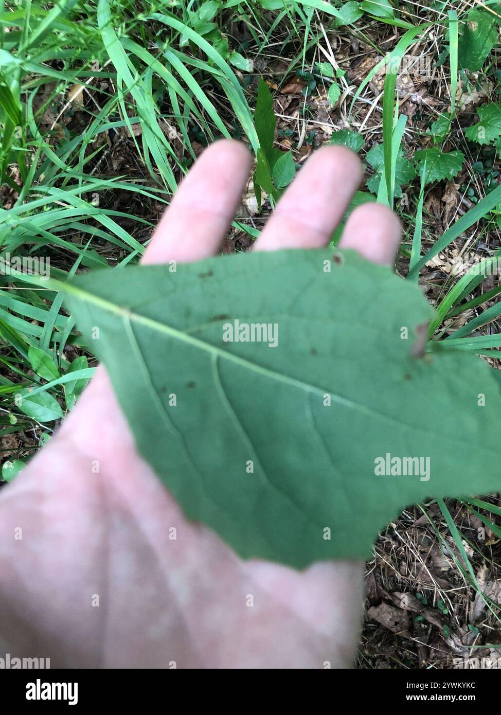 Bigleaf Snowbell (Styrax grandifolius Stock Photo - Alamy