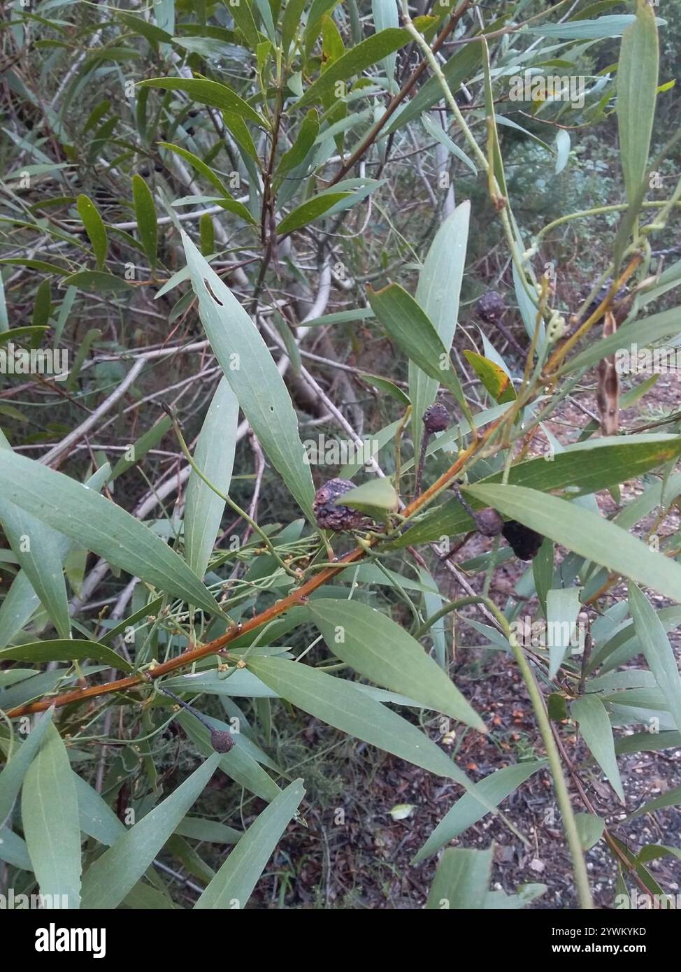 Golden Rods (Acacia longifolia longifolia Stock Photo - Alamy