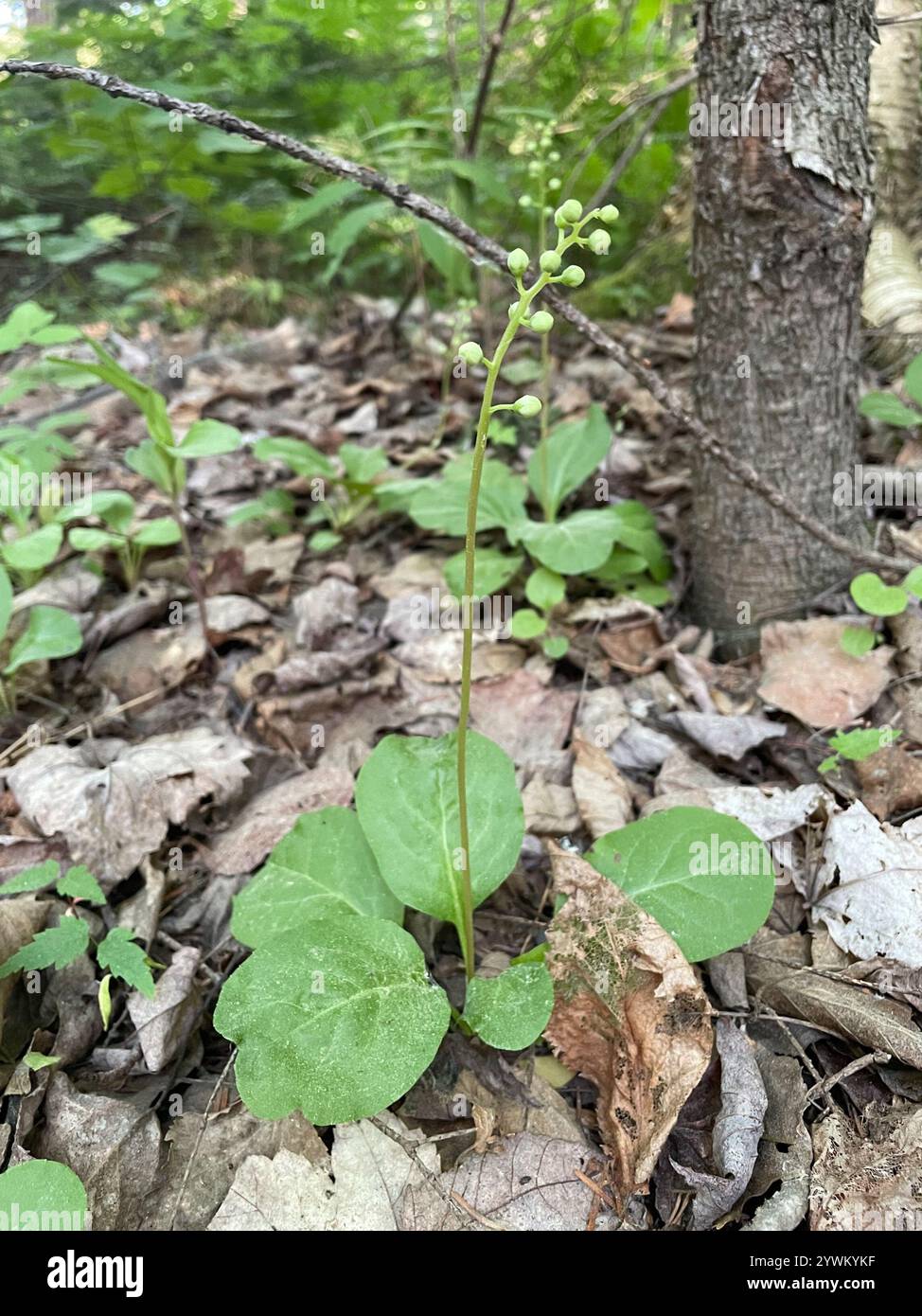 shinleaf (Pyrola elliptica Stock Photo - Alamy