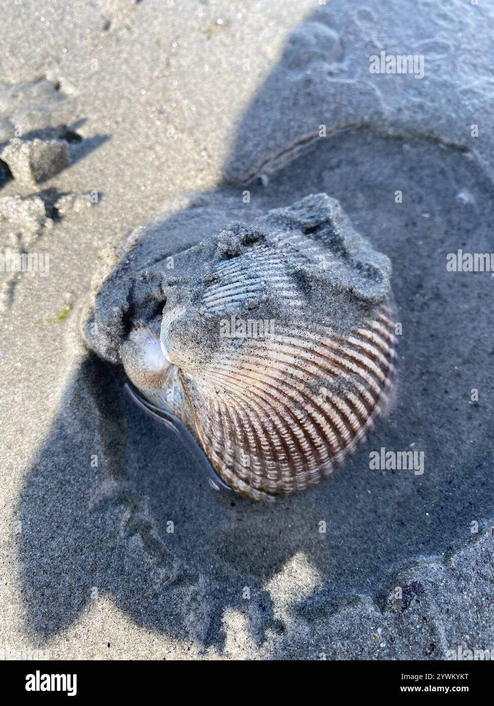 Clinocardium nuttallii hi-res stock photography and images - Alamy
