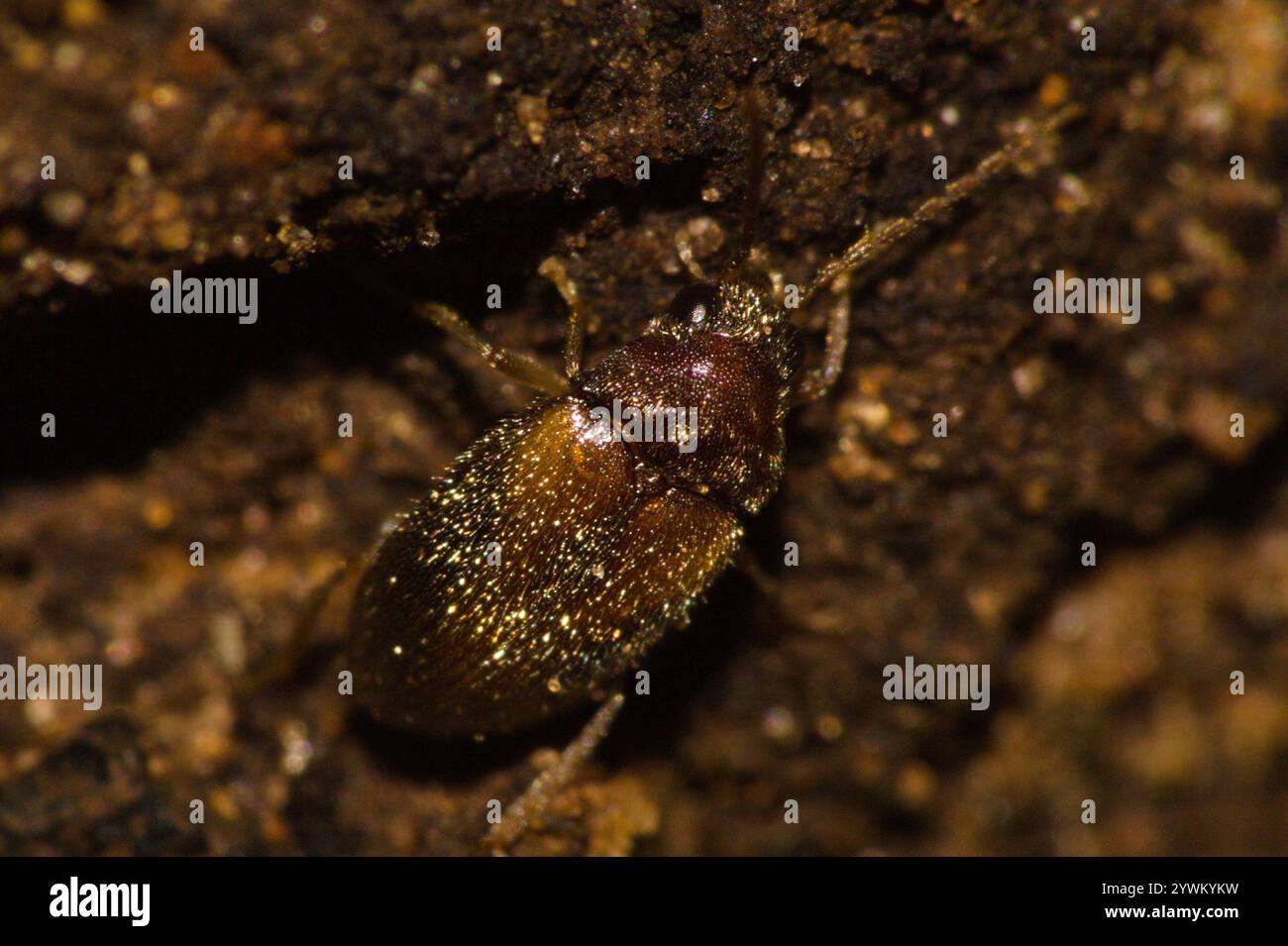 Toe-winged Beetles (Ptilodactylidae Stock Photo - Alamy