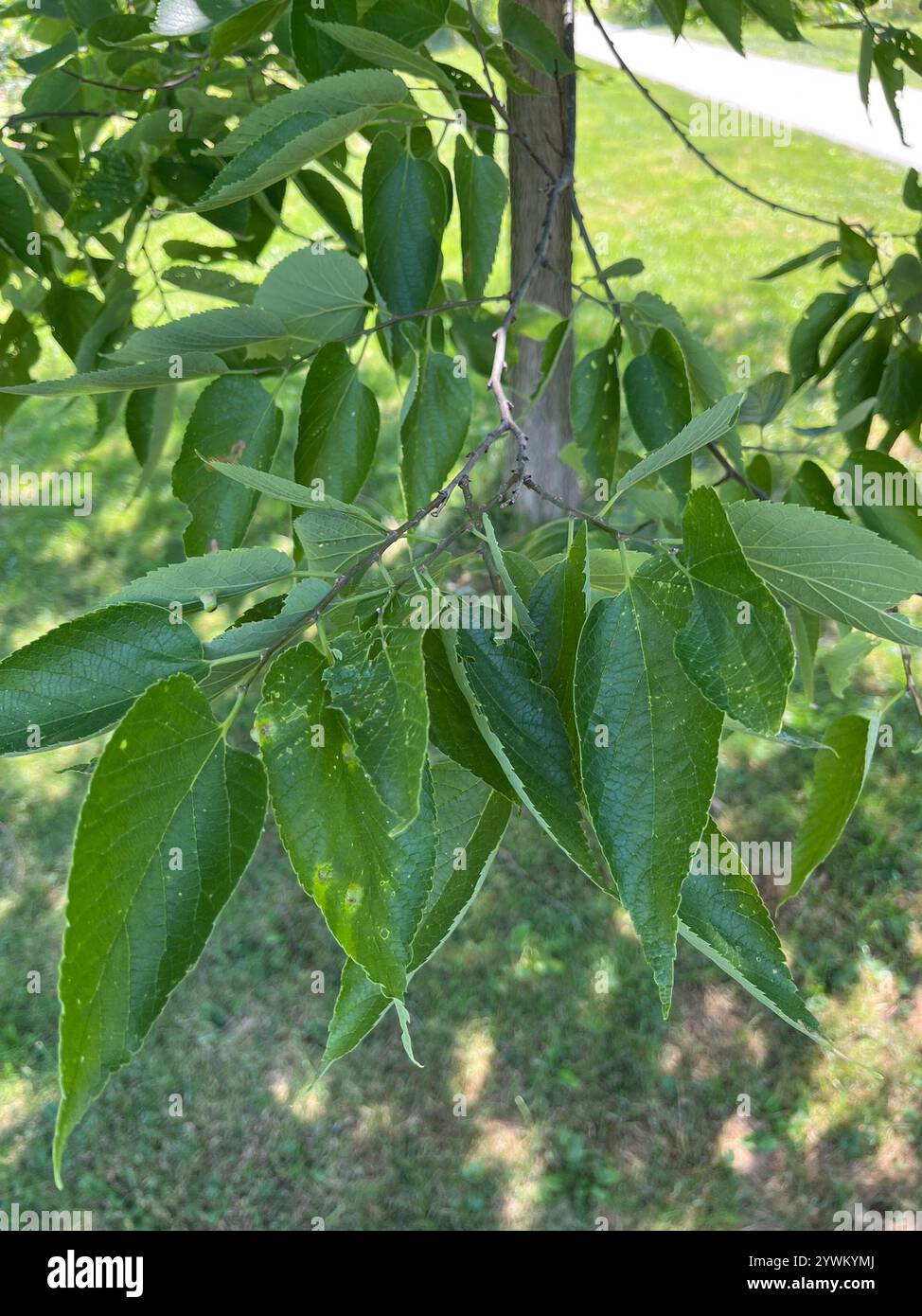common hackberry (Celtis occidentalis Stock Photo - Alamy