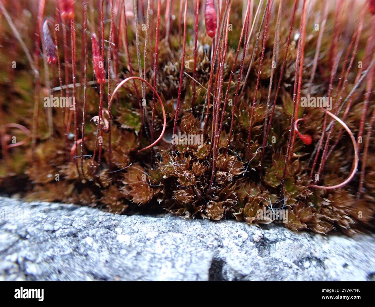 Capillary Thread-moss (Ptychostomum capillare Stock Photo - Alamy