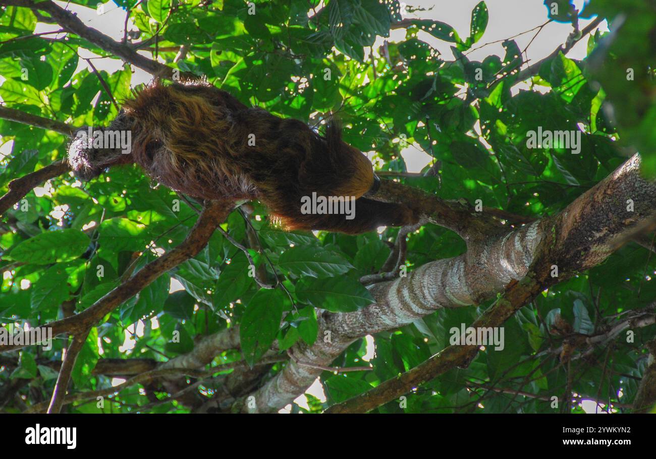 Linnaeus's Two-toed Sloth (Choloepus didactylus Stock Photo - Alamy