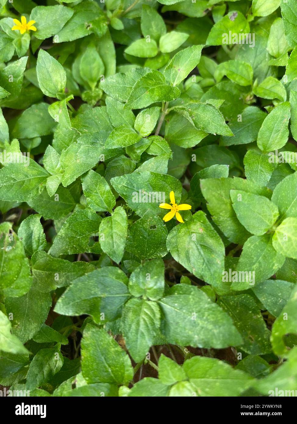 straggler daisy (Calyptocarpus vialis Stock Photo - Alamy
