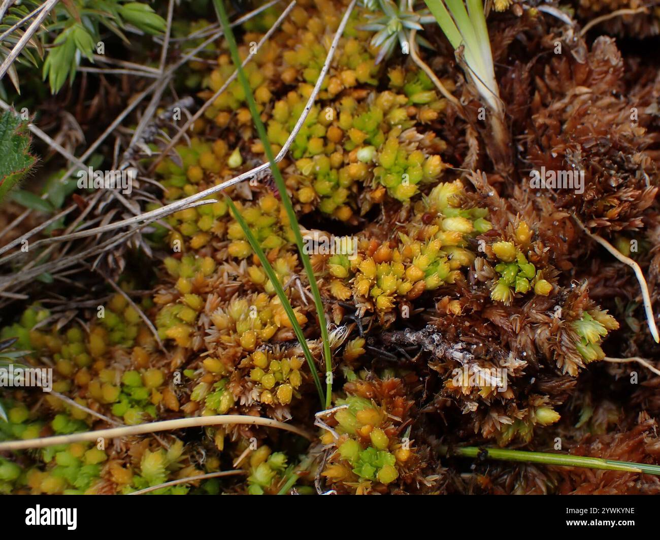 Low Peatmoss (Sphagnum compactum Stock Photo - Alamy