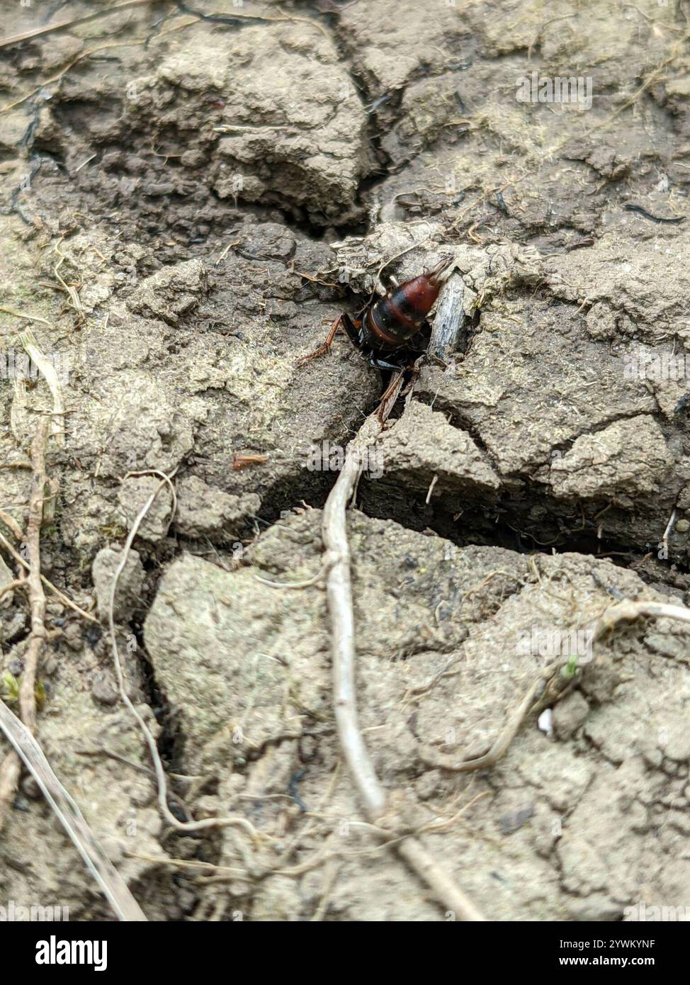Cinnamon Rove Beetle (Platydracus cinnamopterus Stock Photo - Alamy