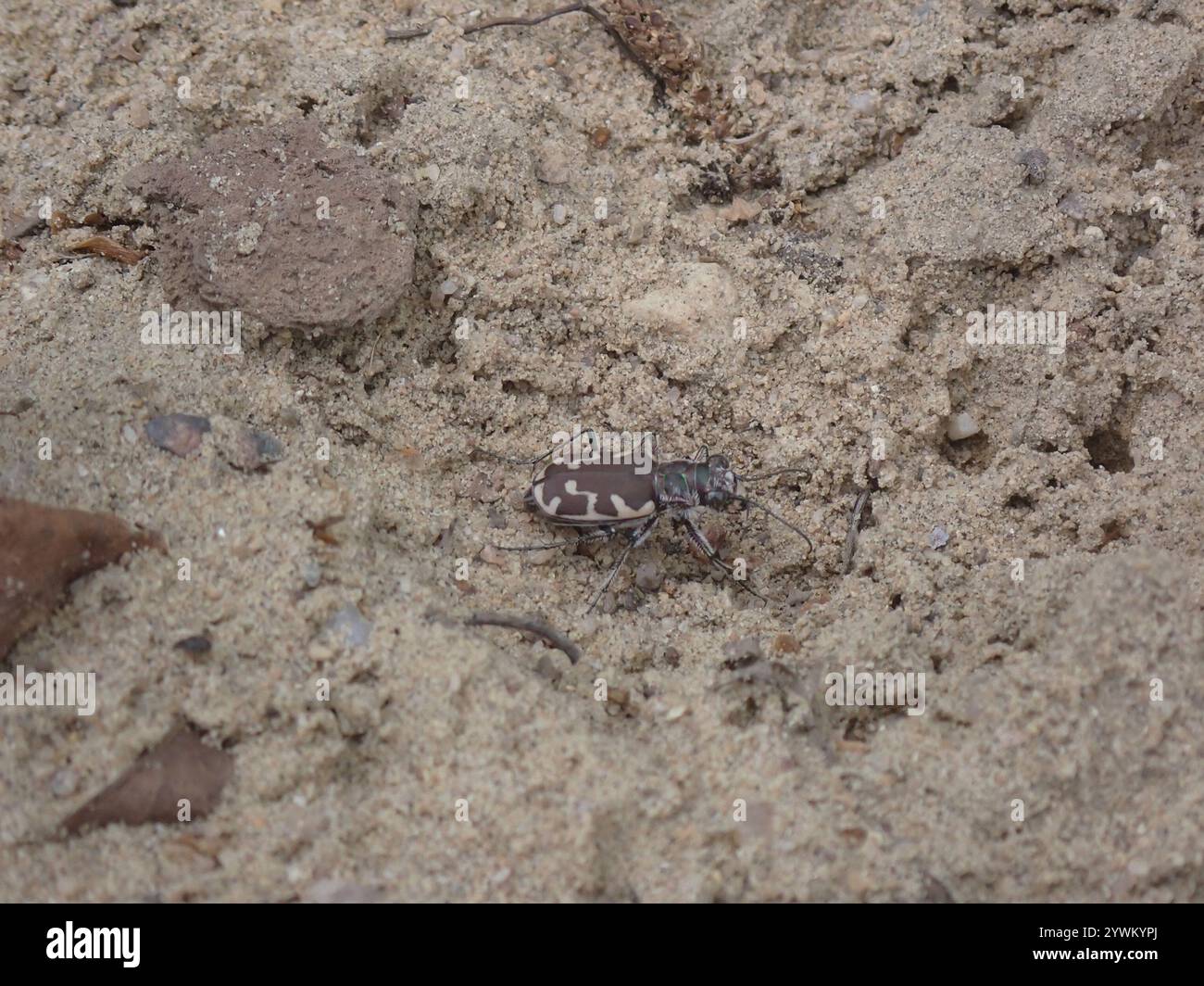 Big Sand Tiger Beetle (Cicindela formosa Stock Photo - Alamy