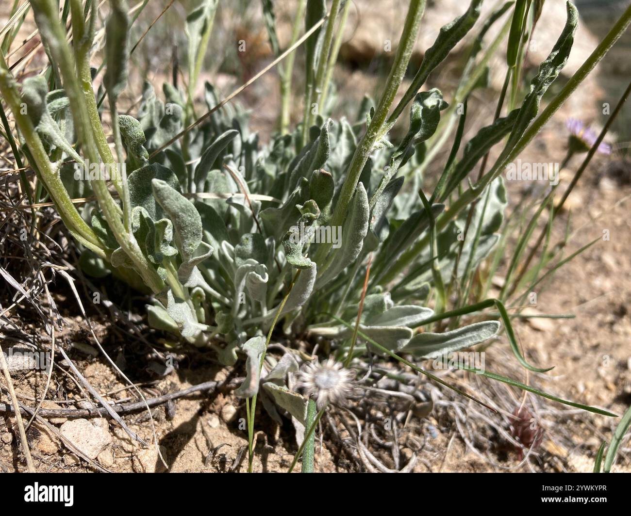 woolly groundsel (Packera cana Stock Photo - Alamy