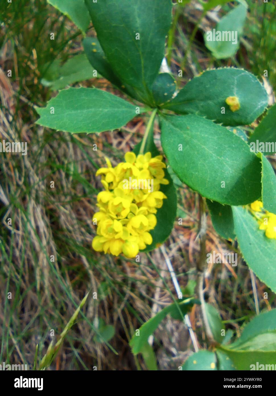 European barberry (Berberis vulgaris Stock Photo - Alamy