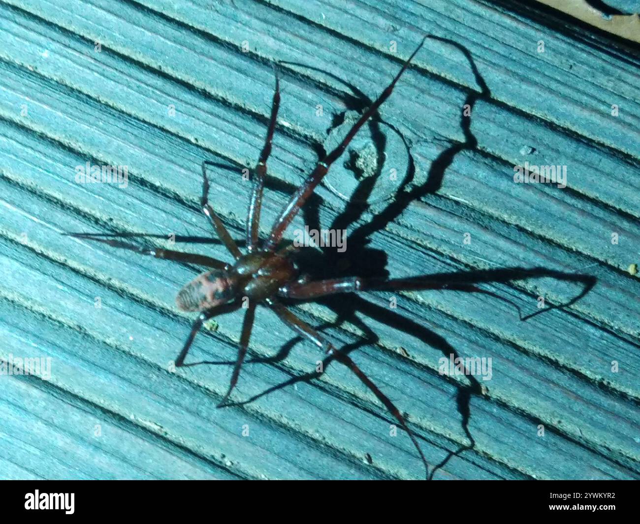 Cave Orbweavers (Meta Stock Photo - Alamy