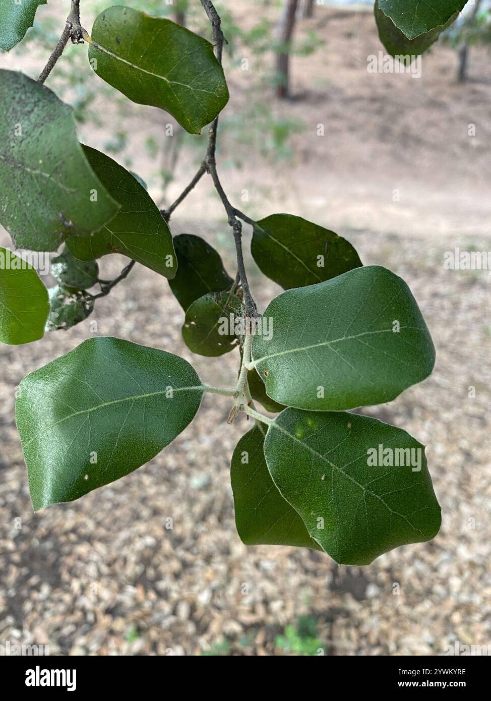 sweet acorn oak (Quercus rotundifolia Stock Photo - Alamy