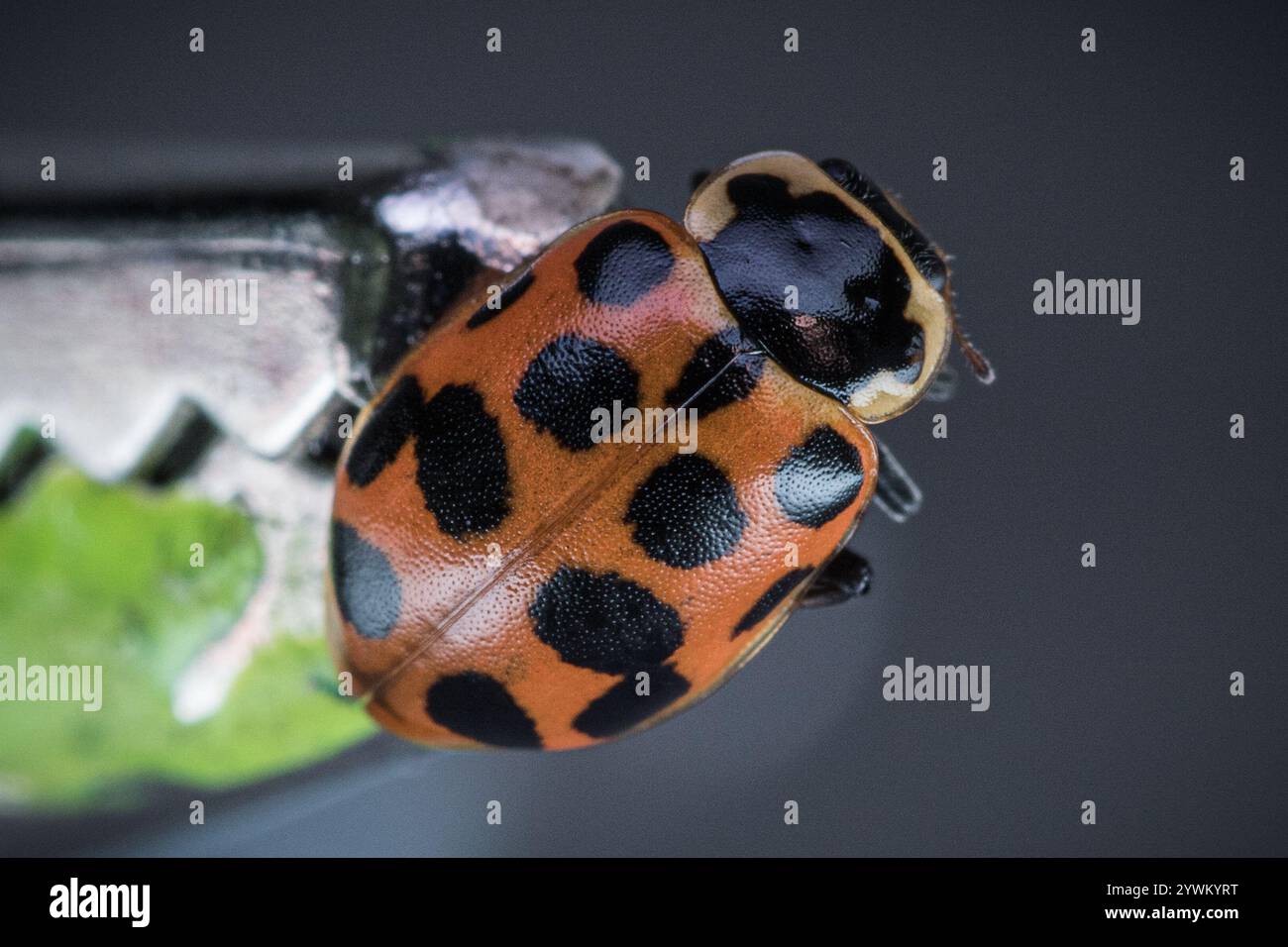 Thirteen-spotted Lady Beetle (Hippodamia tredecimpunctata Stock Photo ...