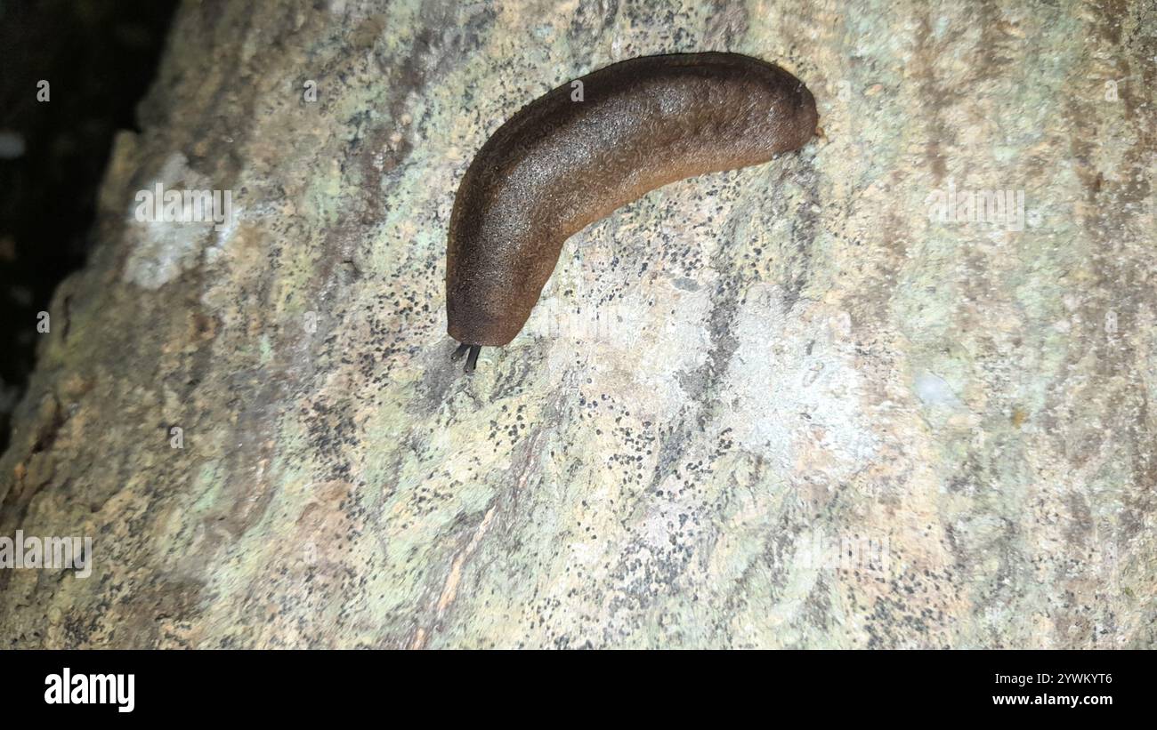 Leatherleaf Slugs (Veronicellidae Stock Photo - Alamy