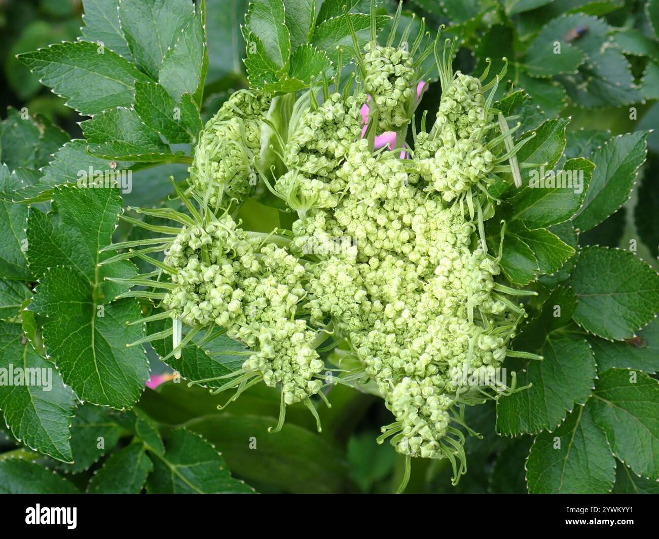 sea-watch (Angelica lucida Stock Photo - Alamy