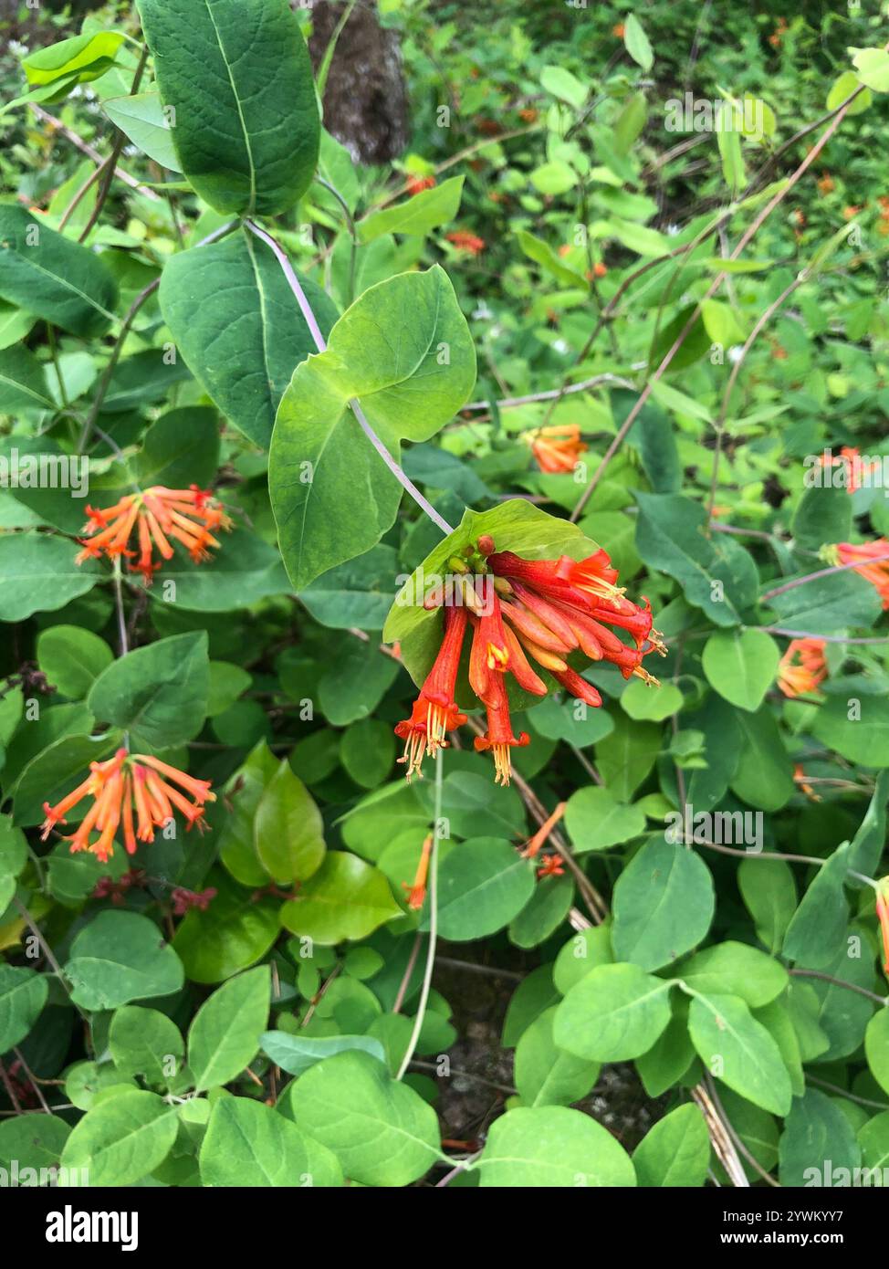 orange honeysuckle (Lonicera ciliosa Stock Photo - Alamy