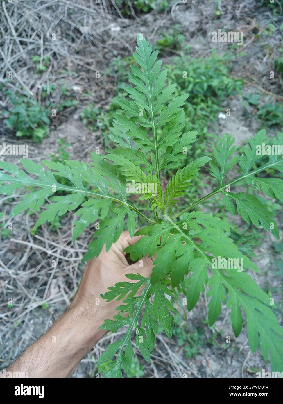common ragweed (Ambrosia artemisiifolia Stock Photo - Alamy