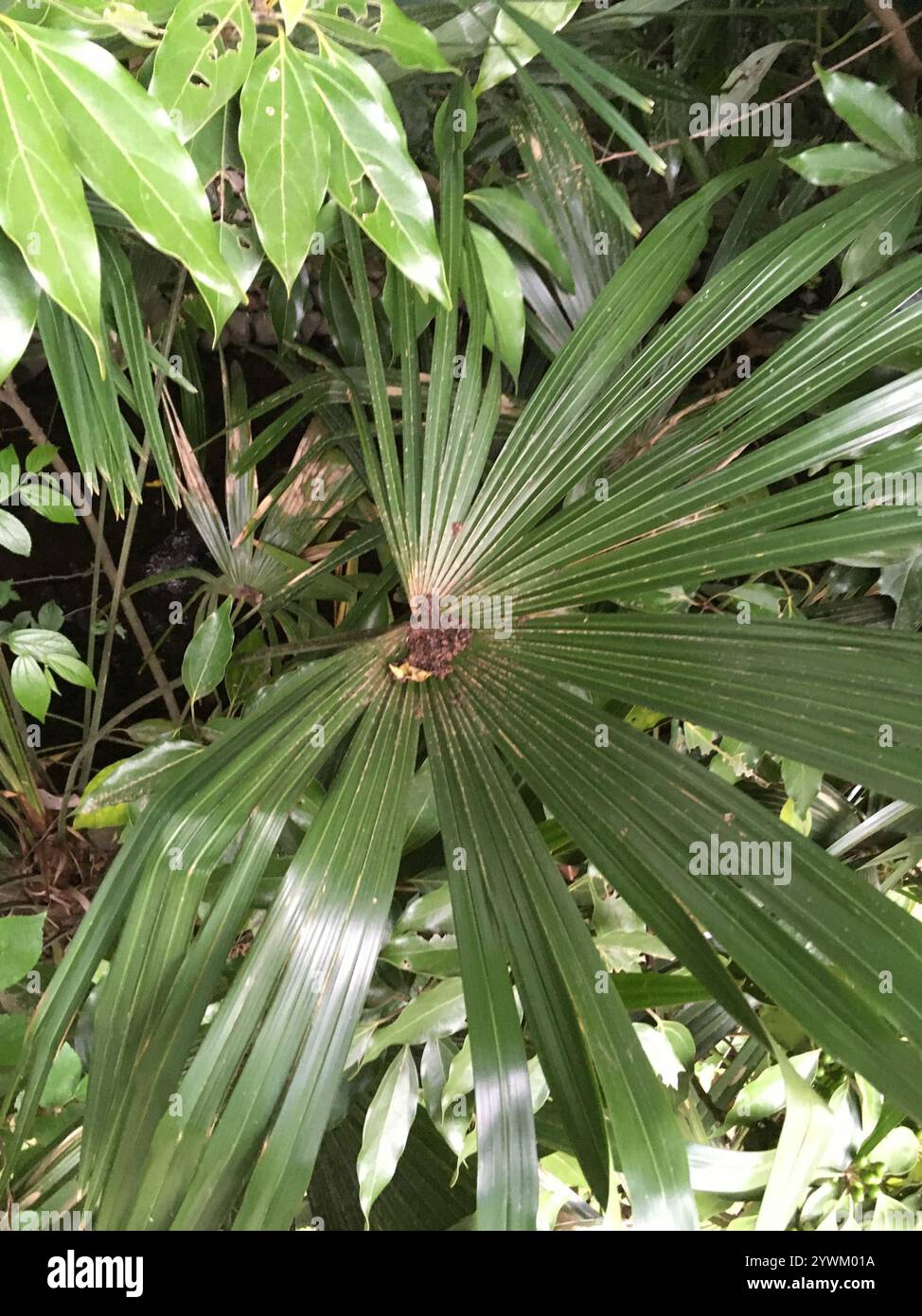 Chusan Palm (Trachycarpus fortunei Stock Photo - Alamy