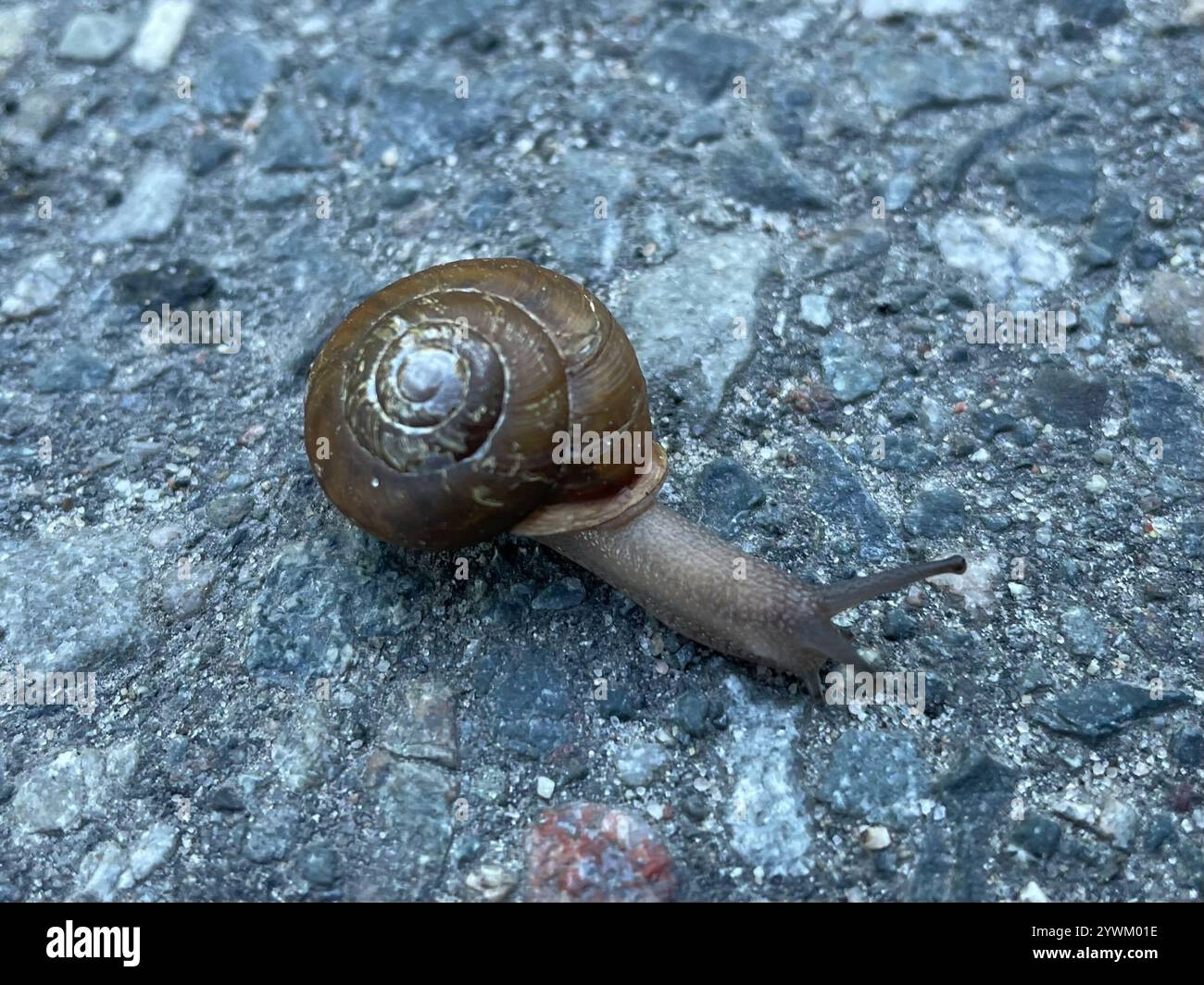 White-lip Globe Snail (Mesodon thyroidus Stock Photo - Alamy