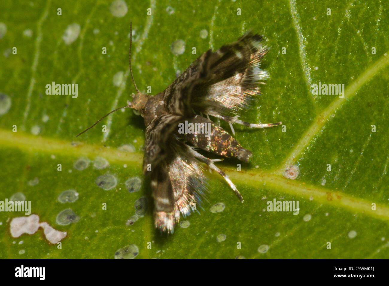 Peacock Moths (Brenthia Stock Photo - Alamy