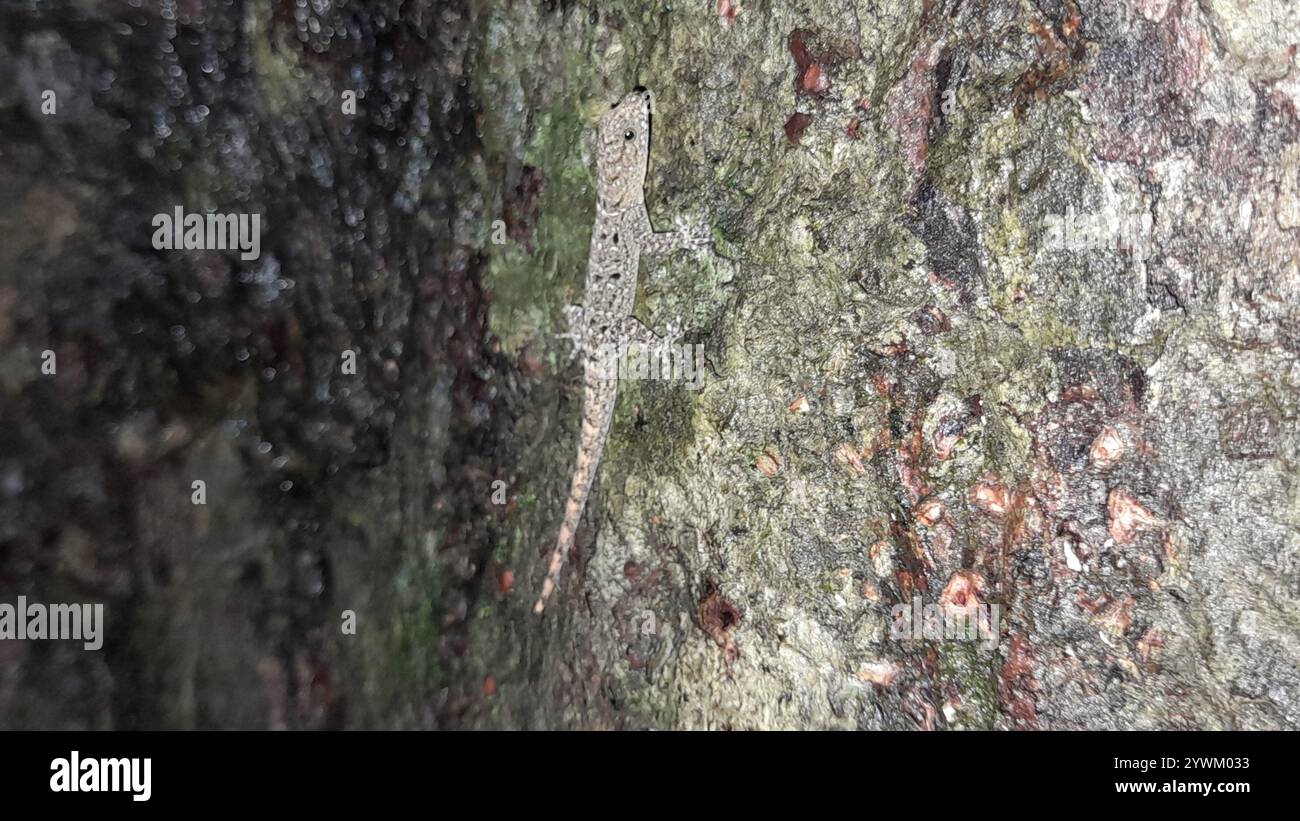 Yellow-headed Gecko (Gonatodes albogularis Stock Photo - Alamy