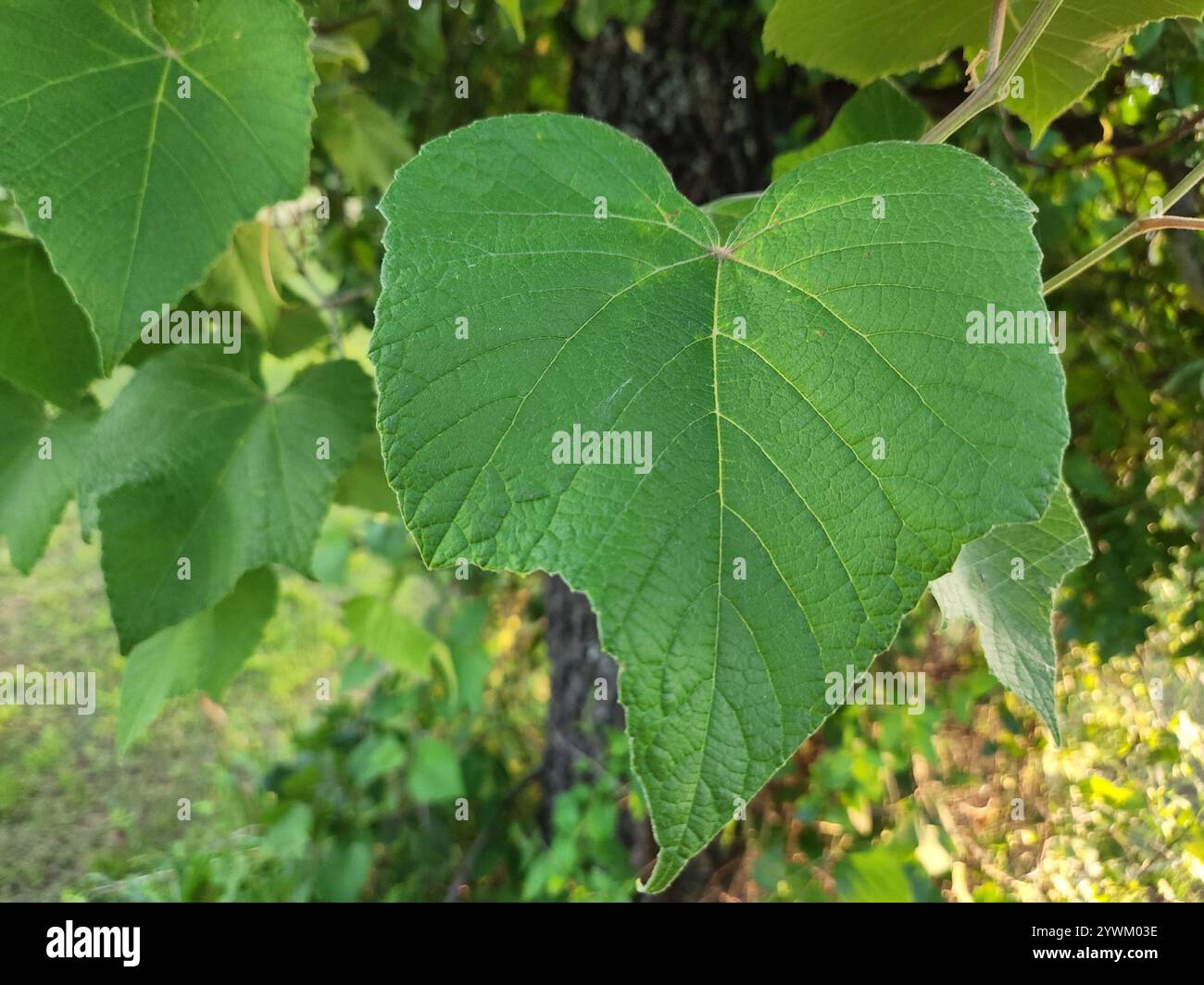 graybark grape (Vitis cinerea Stock Photo - Alamy