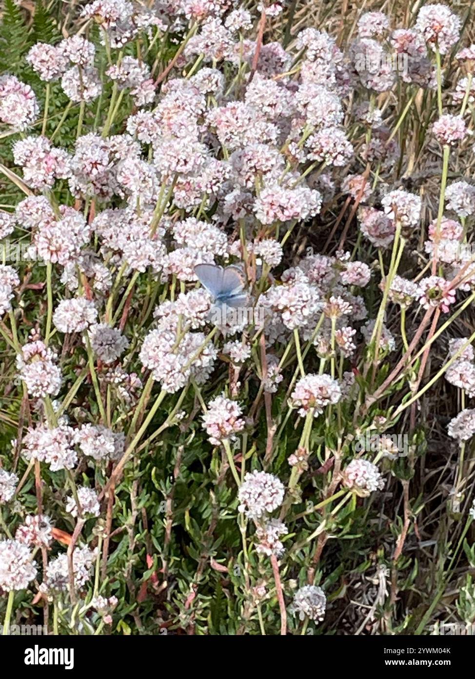 Acmon Blue (Icaricia acmon Stock Photo - Alamy