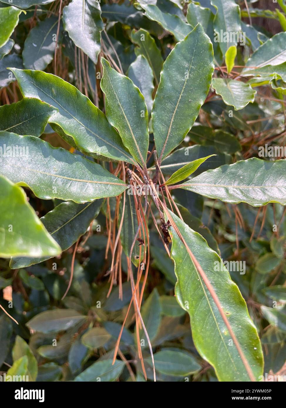 Australian Cheesewood (Pittosporum undulatum Stock Photo - Alamy