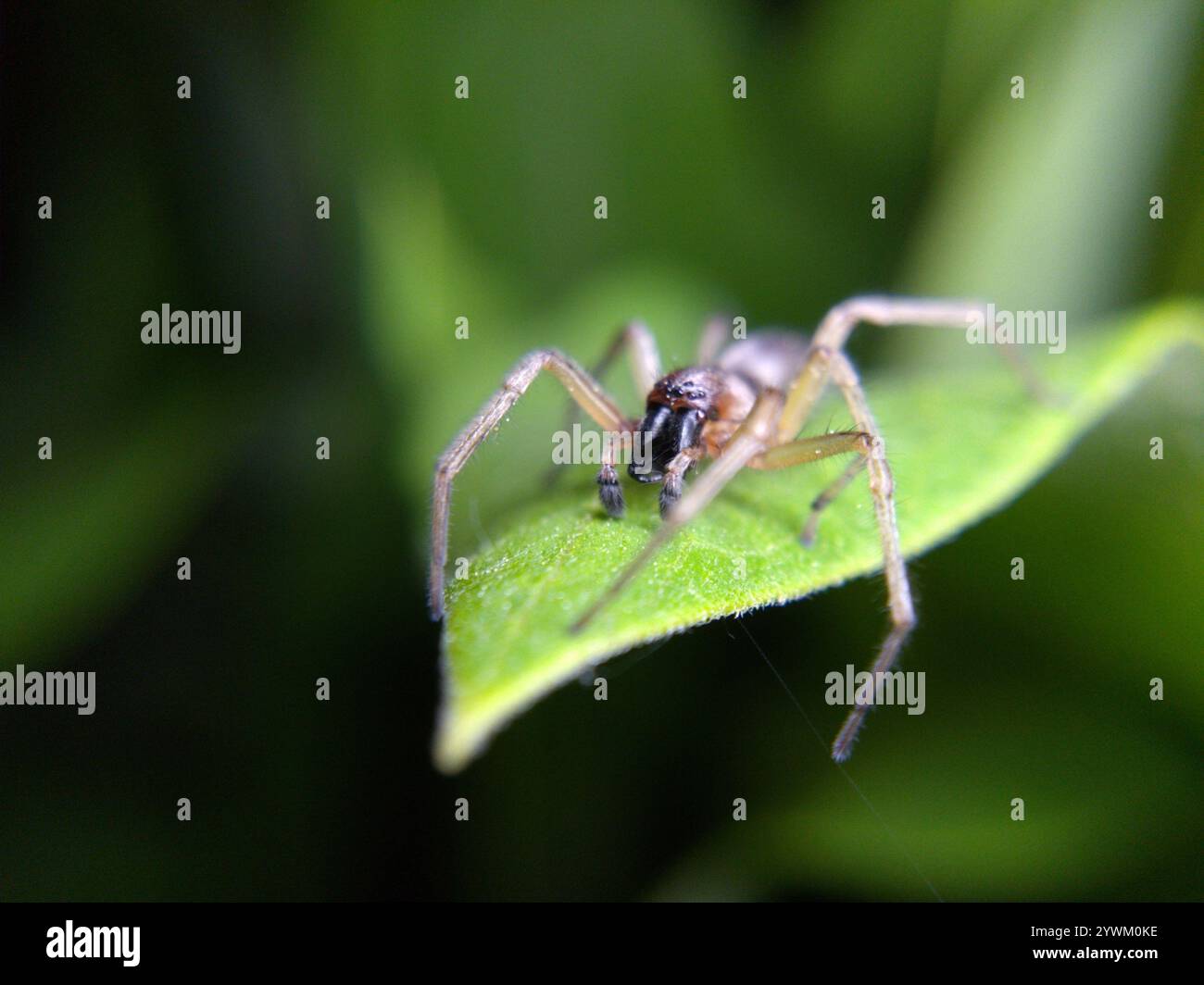 Clubionidae hi-res stock photography and images - Alamy