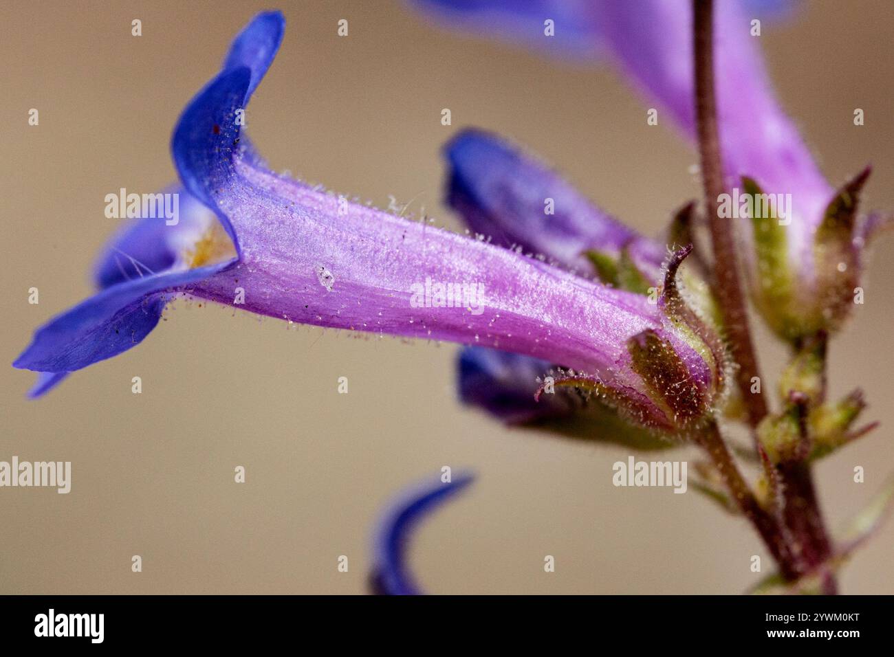 Low Beardtongue (Penstemon humilis Stock Photo - Alamy