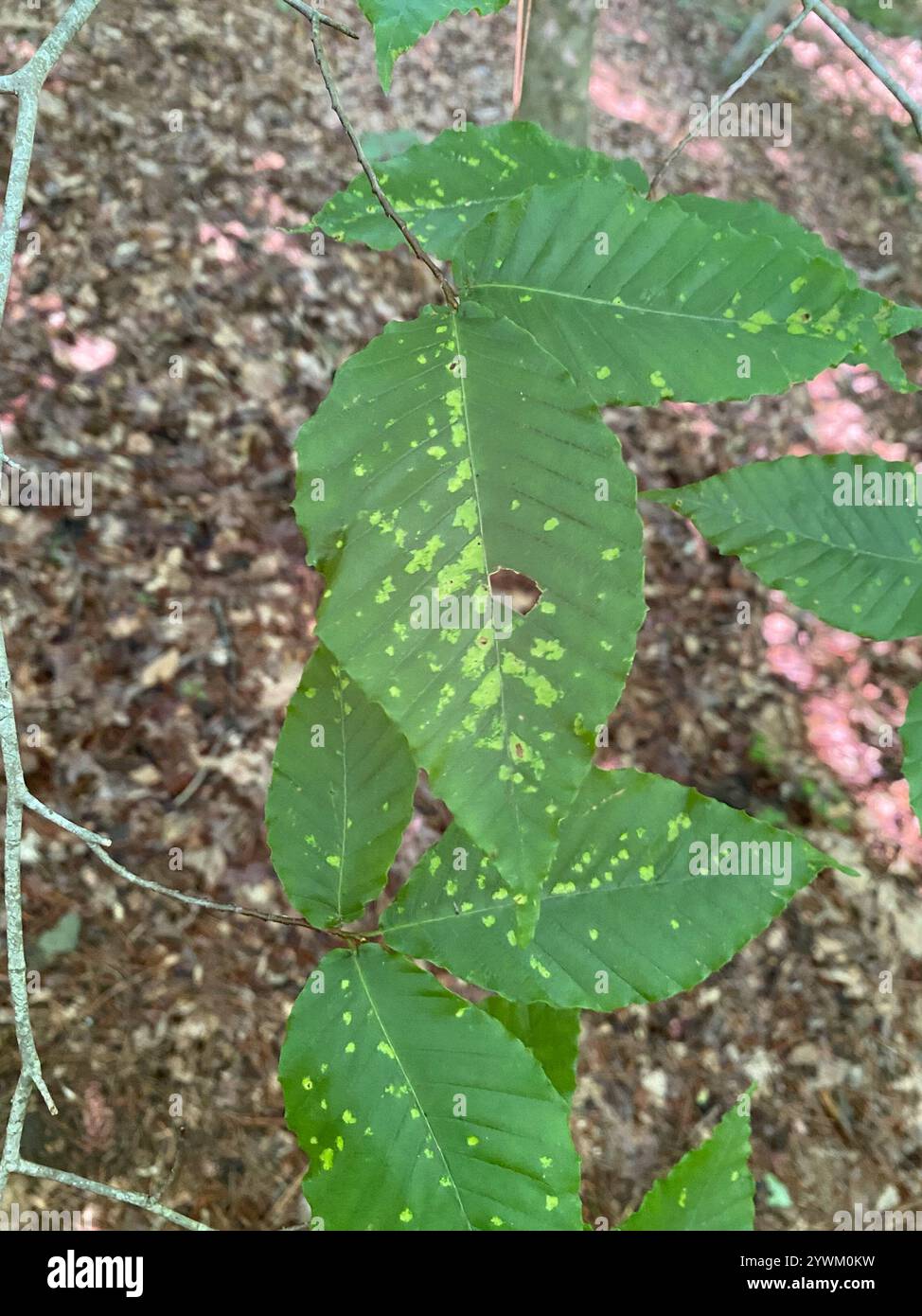 Acalitus hi-res stock photography and images - Alamy