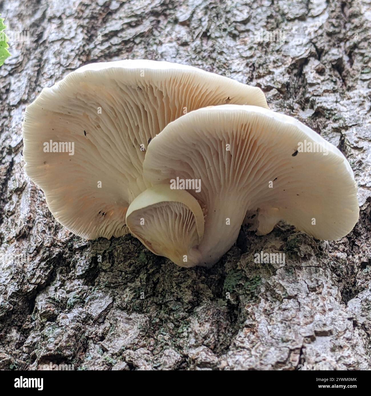 Oyster Mushrooms (Pleurotus Stock Photo - Alamy
