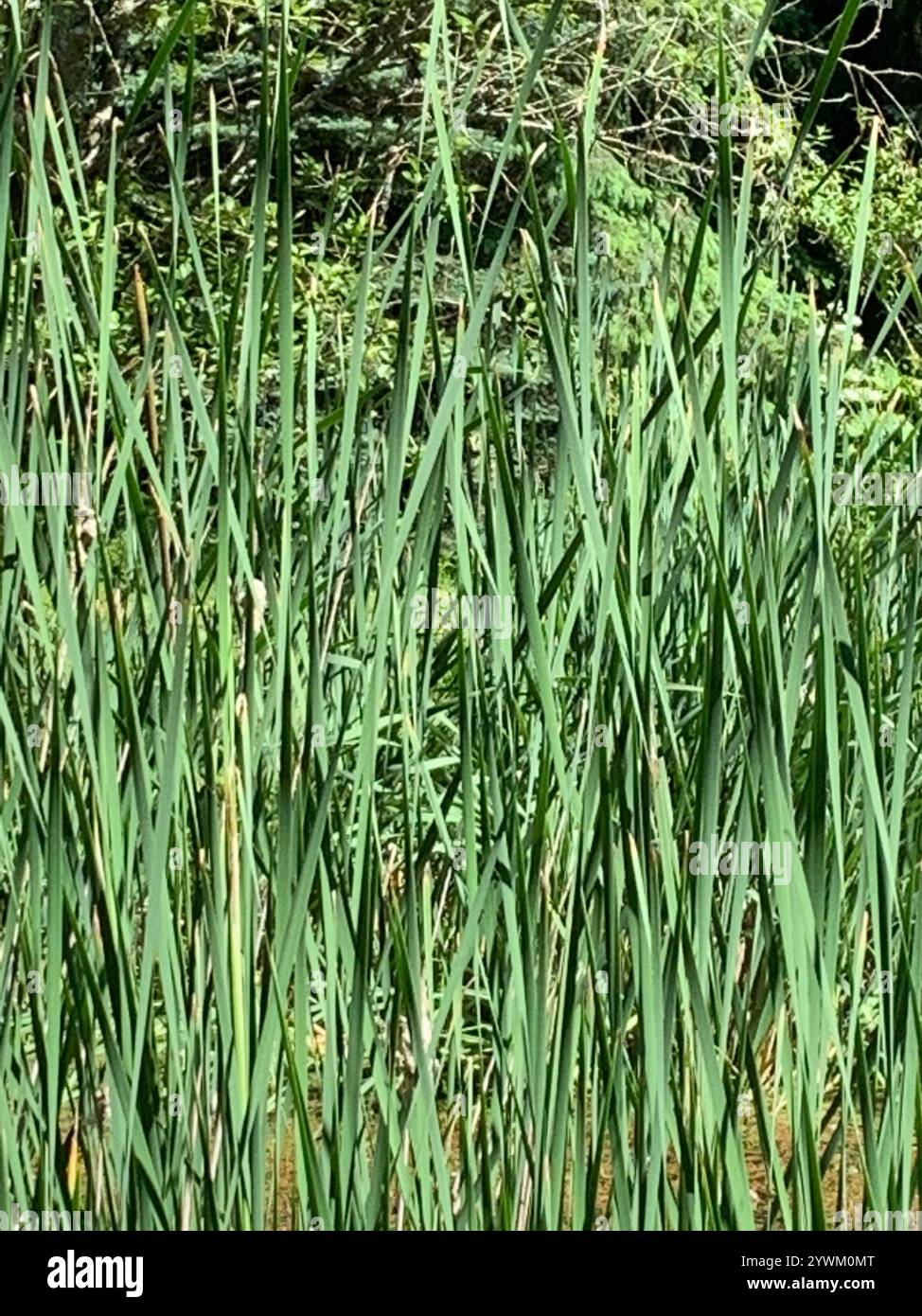 narrow-leaved cattail (Typha angustifolia Stock Photo - Alamy
