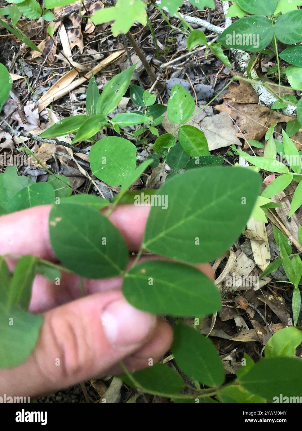 perplexed tick-trefoil (Desmodium perplexum Stock Photo - Alamy
