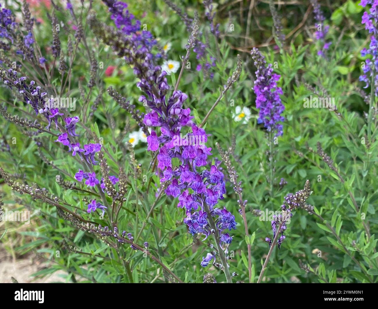 Purple Toadflax (Linaria purpurea Stock Photo - Alamy