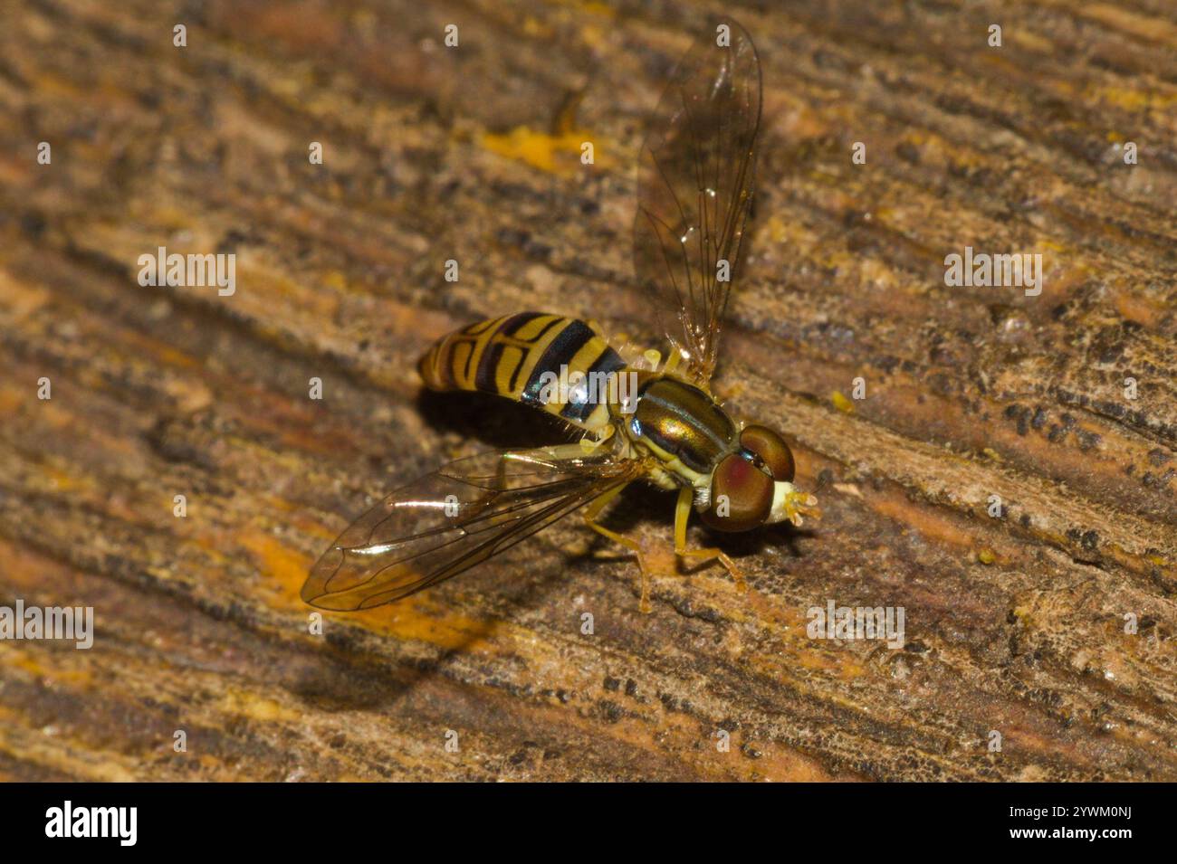 Maize calligrapher hi-res stock photography and images - Alamy