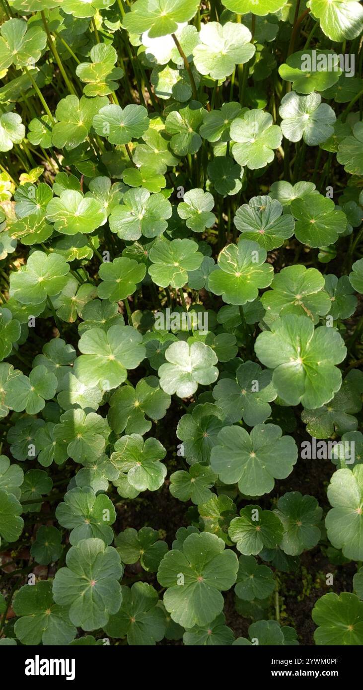 floating marsh pennywort (Hydrocotyle ranunculoides Stock Photo - Alamy