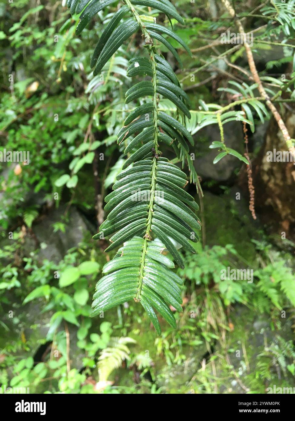 Cephalotaxus Harringtonia Creeping Yew
