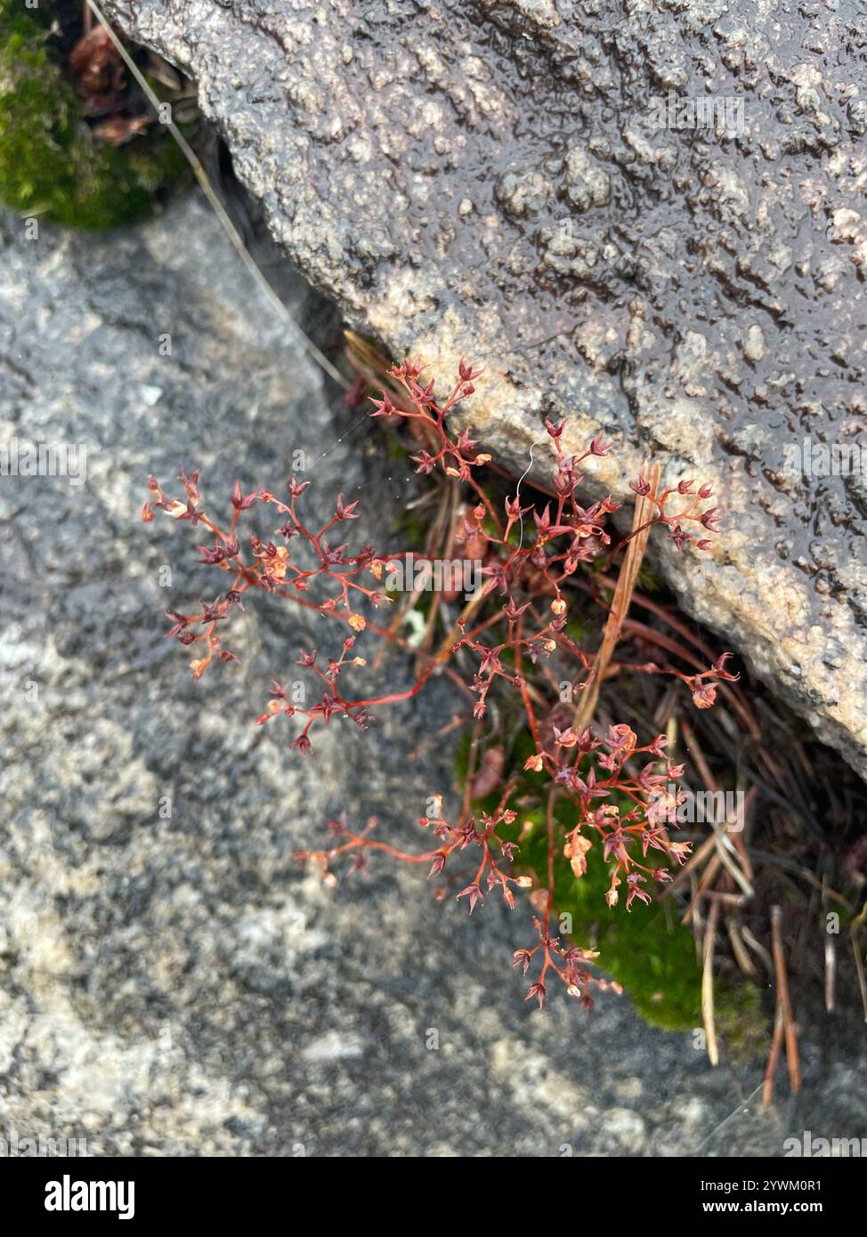 Elf Orpine (Sedum smallii Stock Photo - Alamy