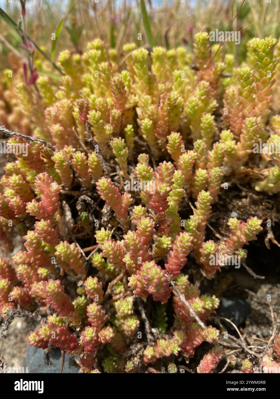 Biting Stonecrop (Sedum acre Stock Photo - Alamy