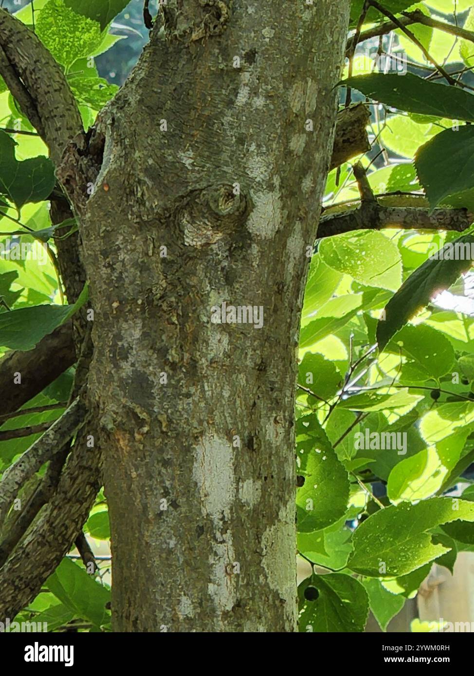Dwarf Hackberry (Celtis tenuifolia Stock Photo - Alamy